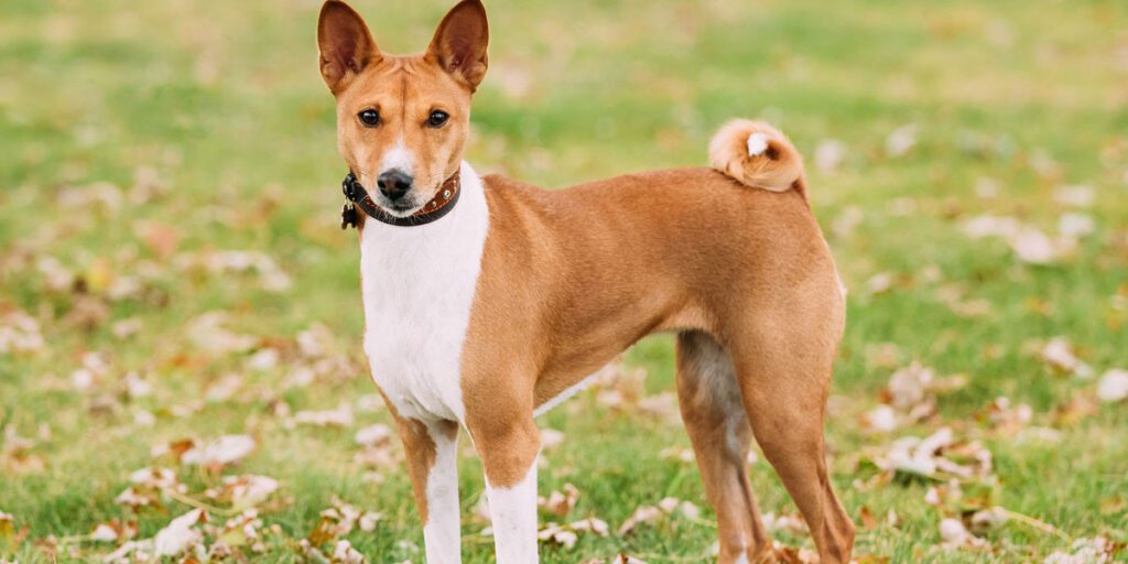 Psi koji se ne linjaju: Top 10 Hipoalergenih pasa - Dobi The Dog